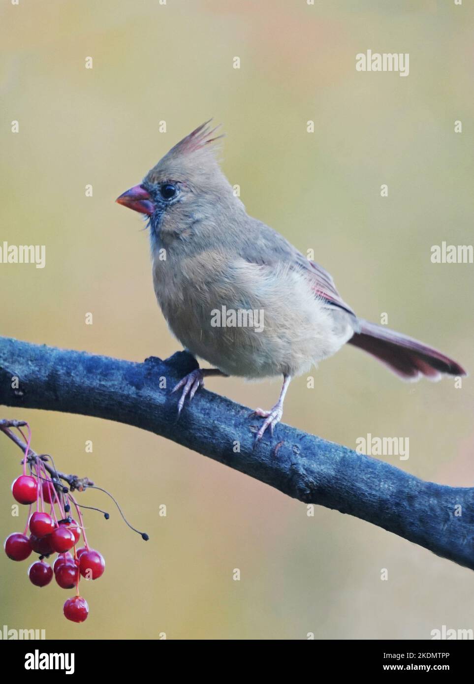Juvenile female Northern Cardinal during autumn in Michigan Stock Photo ...