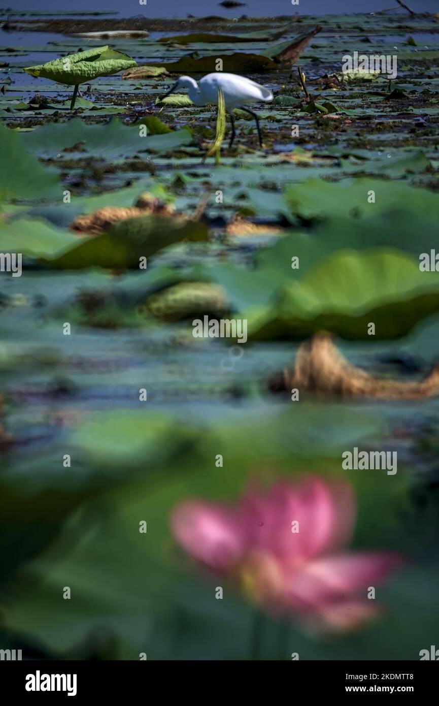 Cattle egret walking on lily pads Stock Photo - Alamy