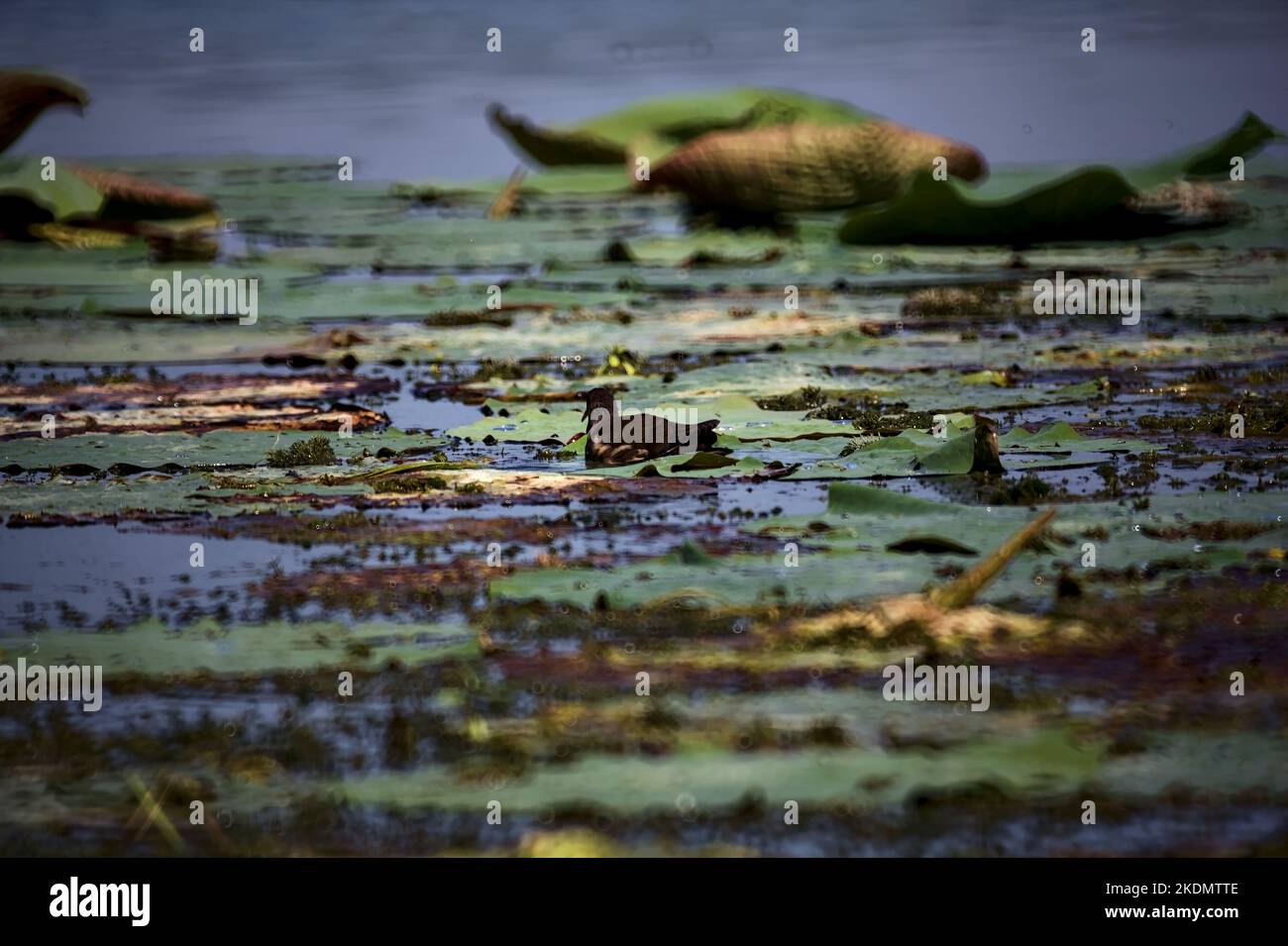 Moorhen walking on lily pads Stock Photo - Alamy