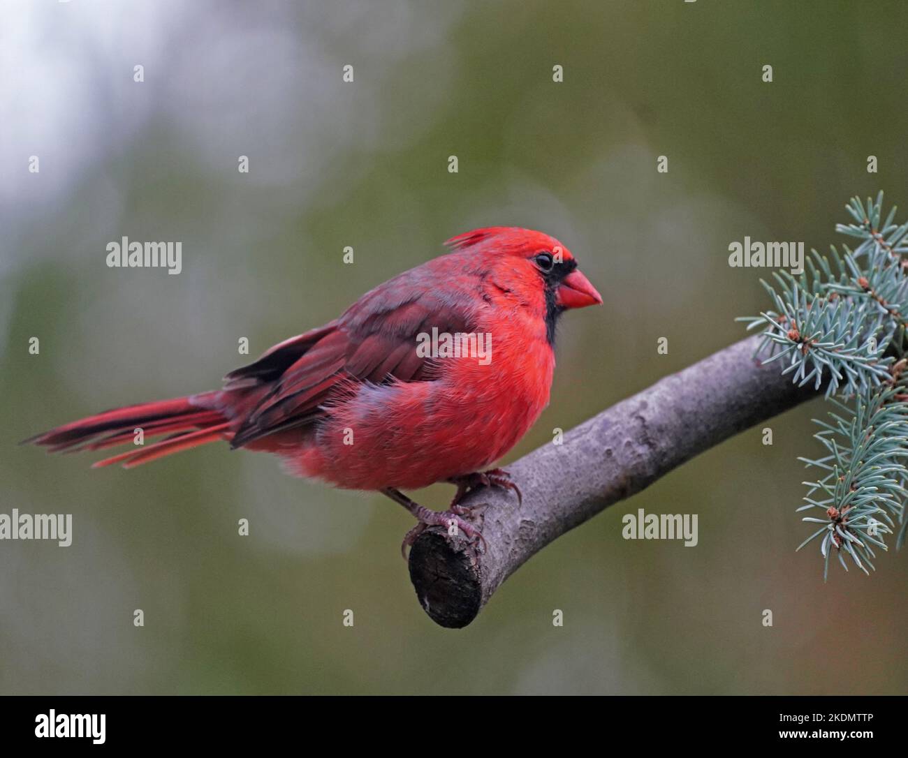 Red cardinal autumn bird hi-res stock photography and images - Alamy