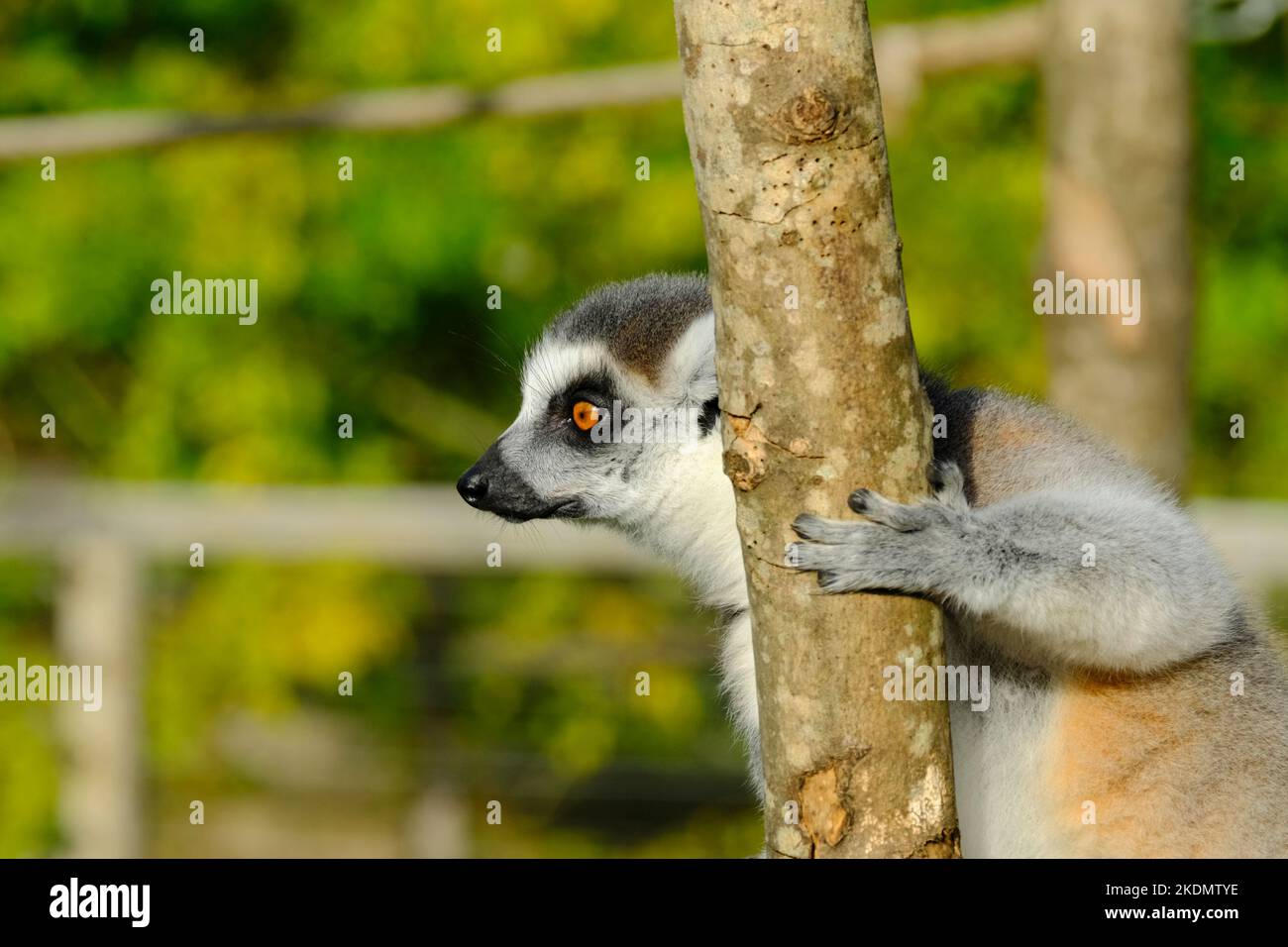 Animals at the wildplace project, Bristol Zoological societies out of town site. A curious Ring ...