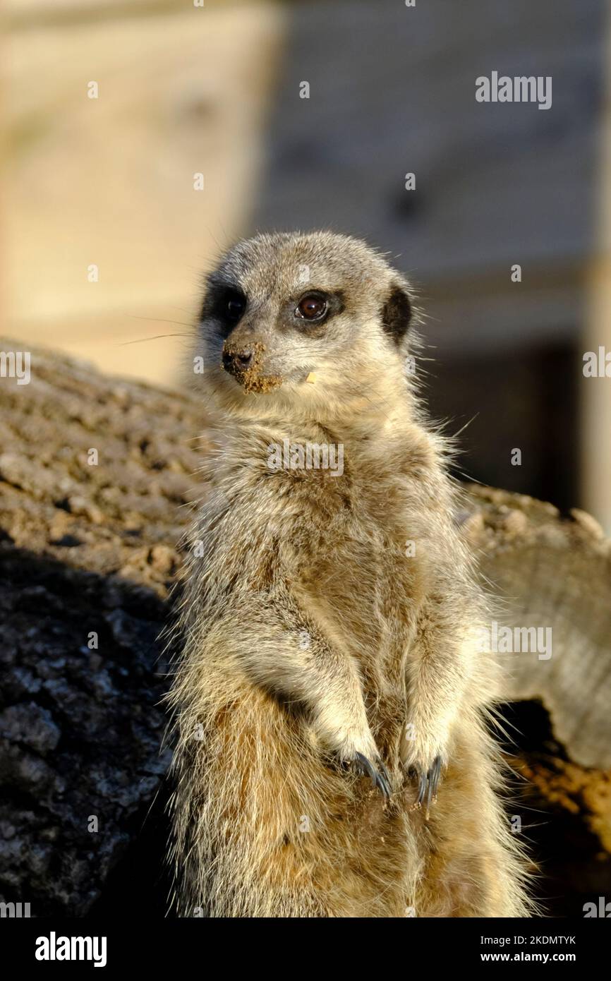Long tailed meercat hi-res stock photography and images - Alamy