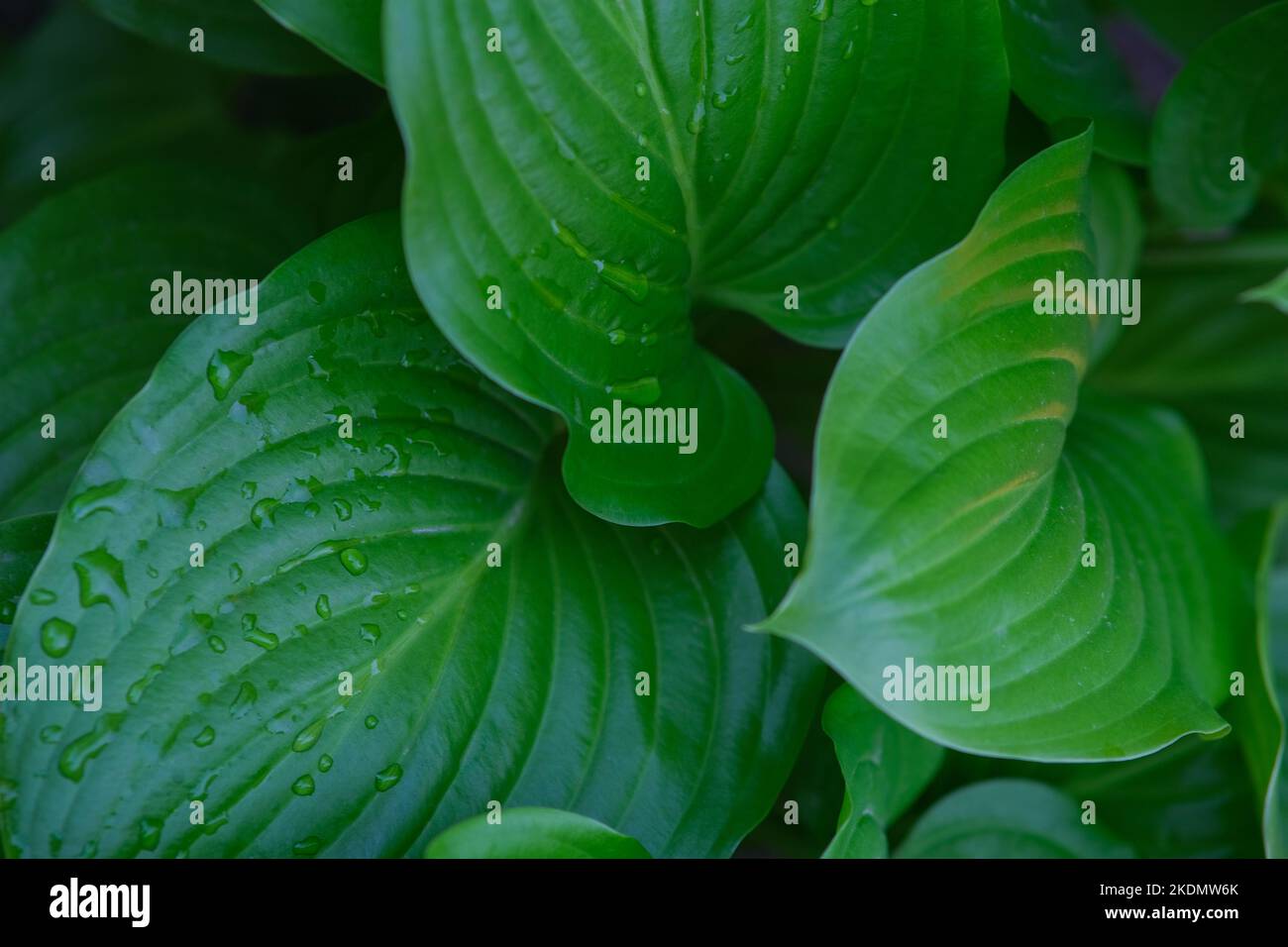 Wavy leaves hi-res stock photography and images - Alamy