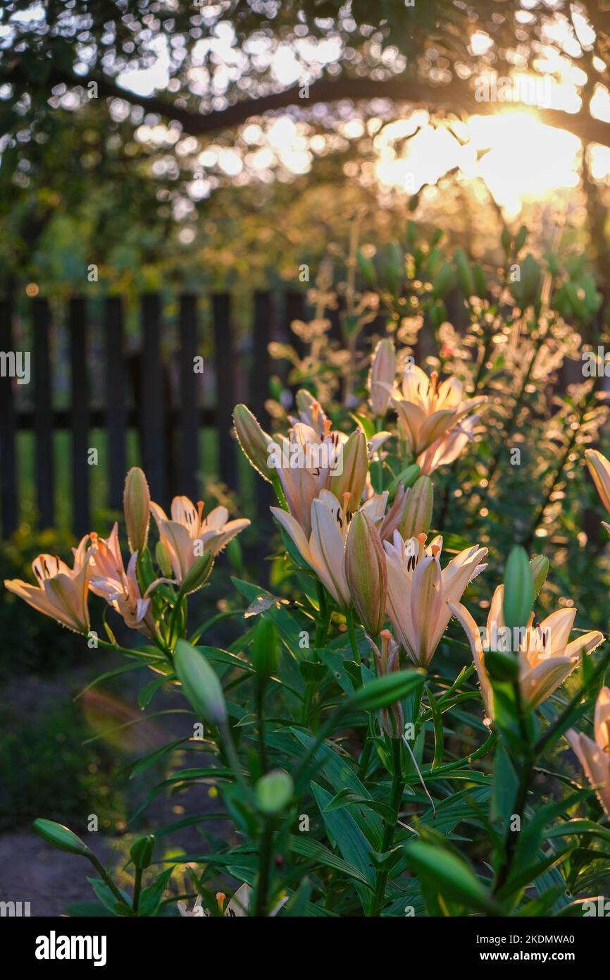 Lilia hi-res stock photography and images - Alamy