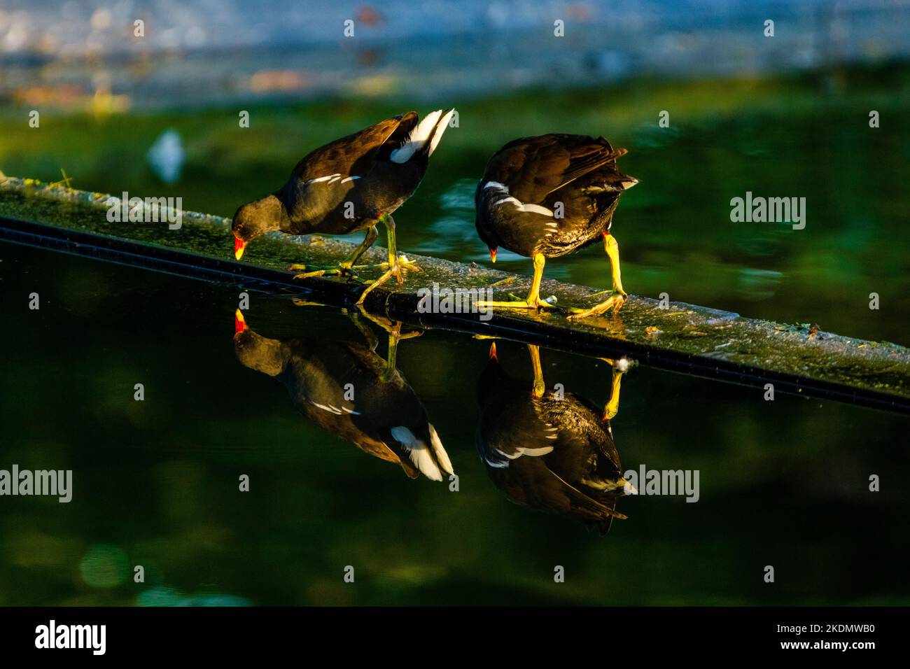 wild duck swimming in water in small lake Stock Photo - Alamy
