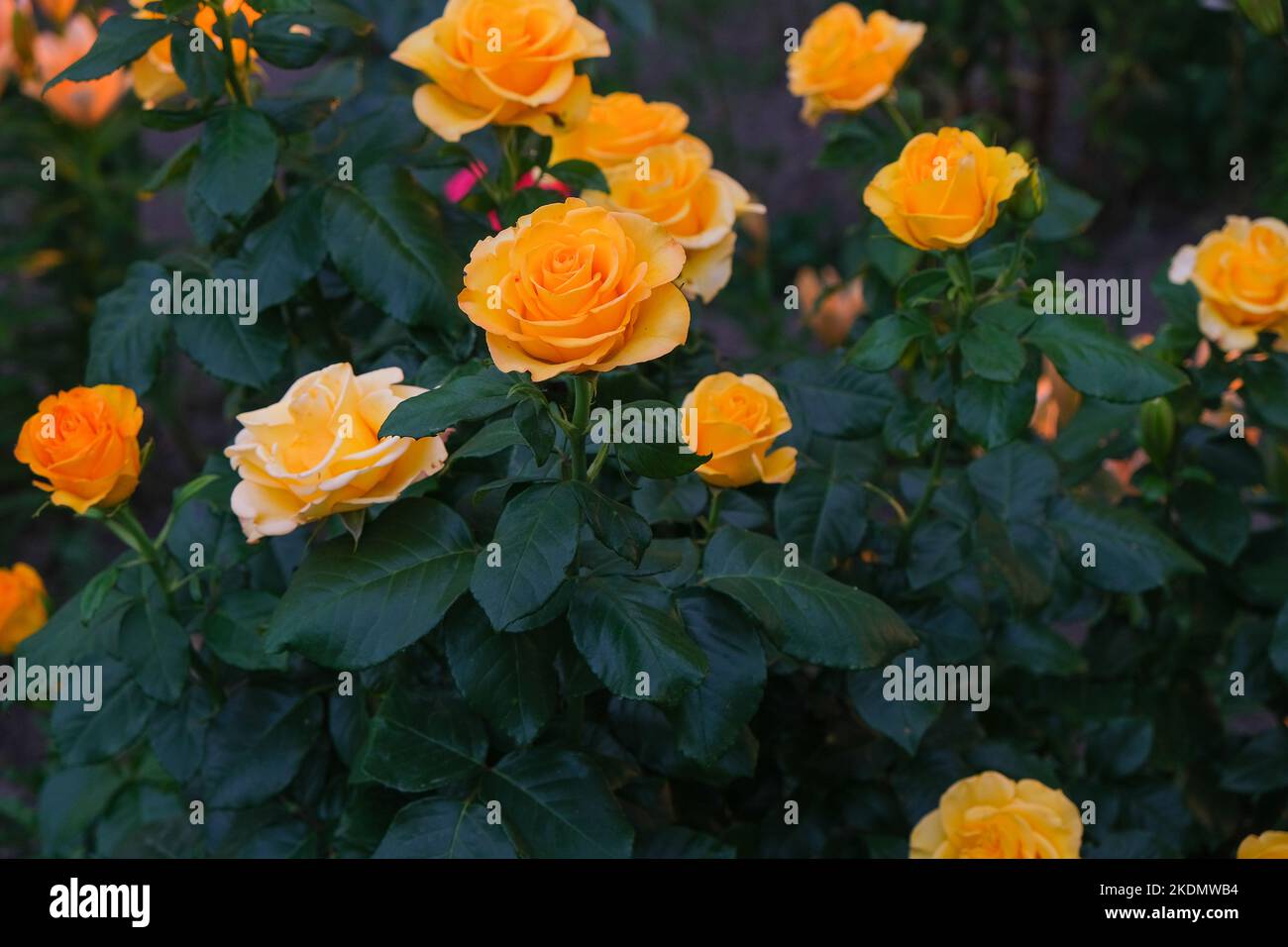 Big bush with yellow roses Stock Photo - Alamy