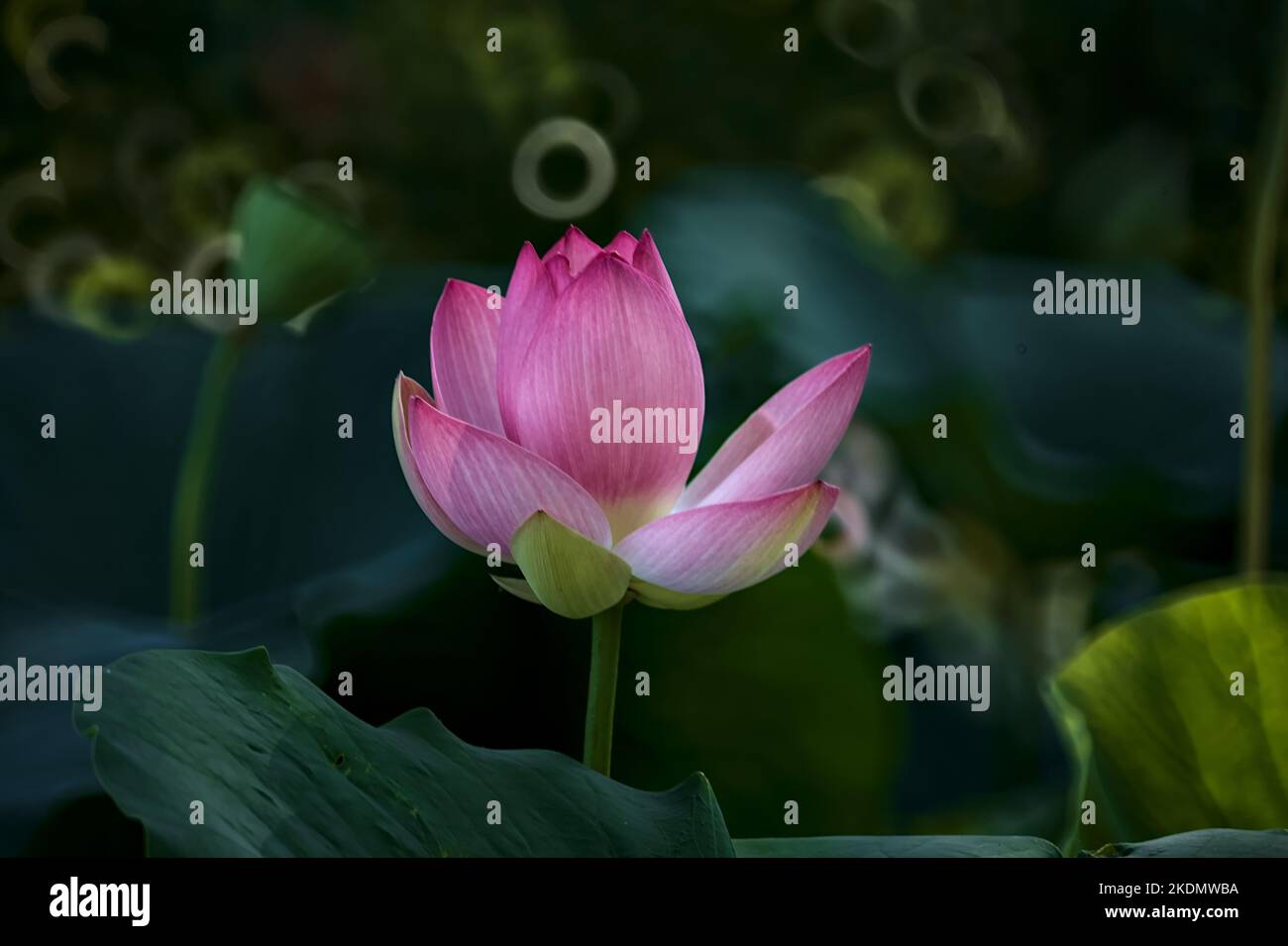 Lotus flower seen in hi-res stock photography and images - Alamy