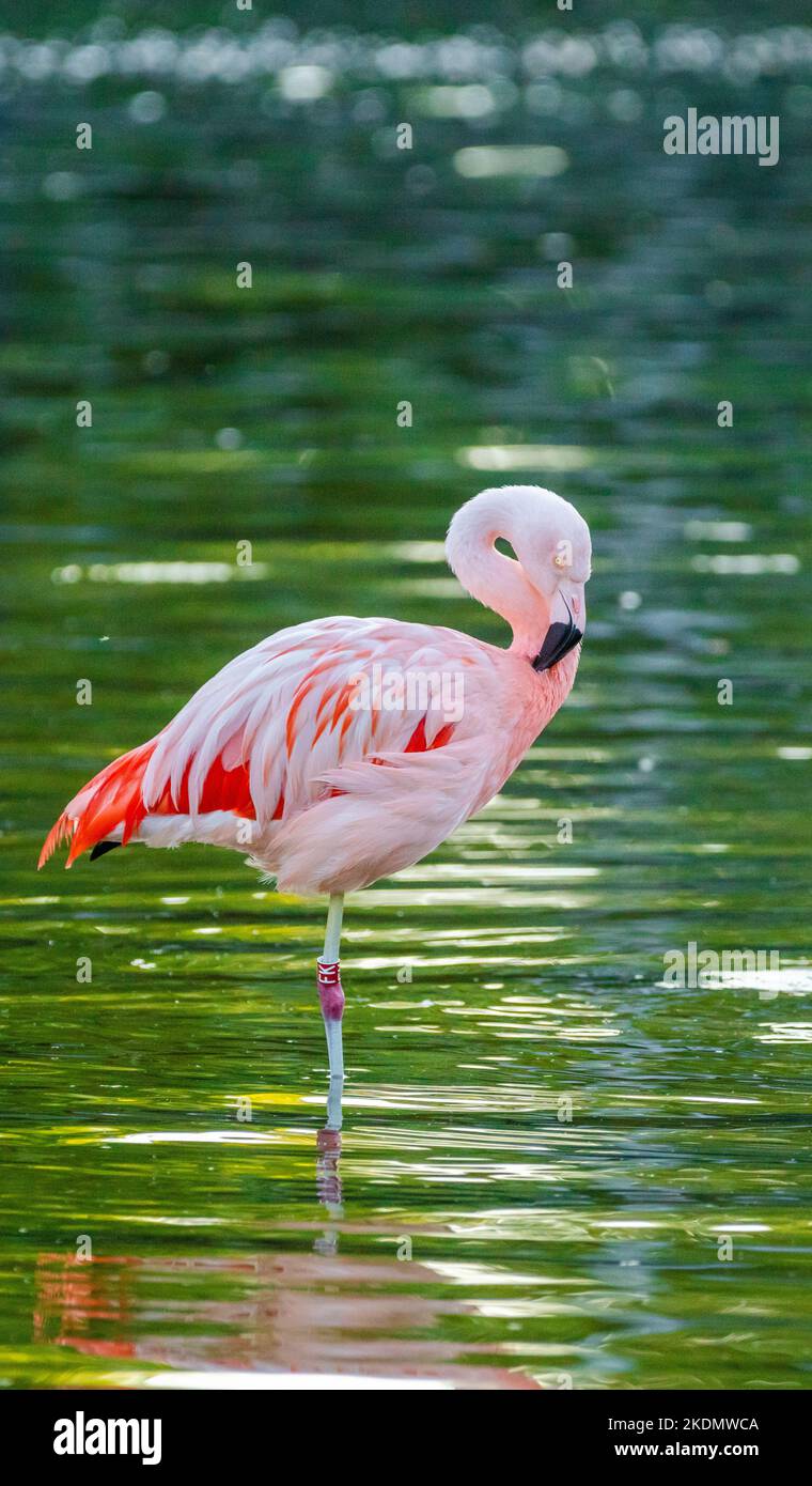 cute pink flamingo in water at park Stock Photo - Alamy