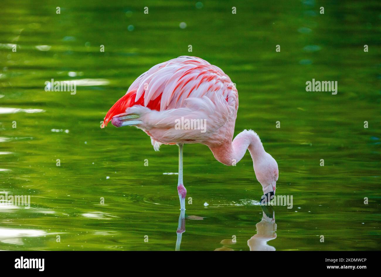 cute pink flamingo in water at park Stock Photo - Alamy