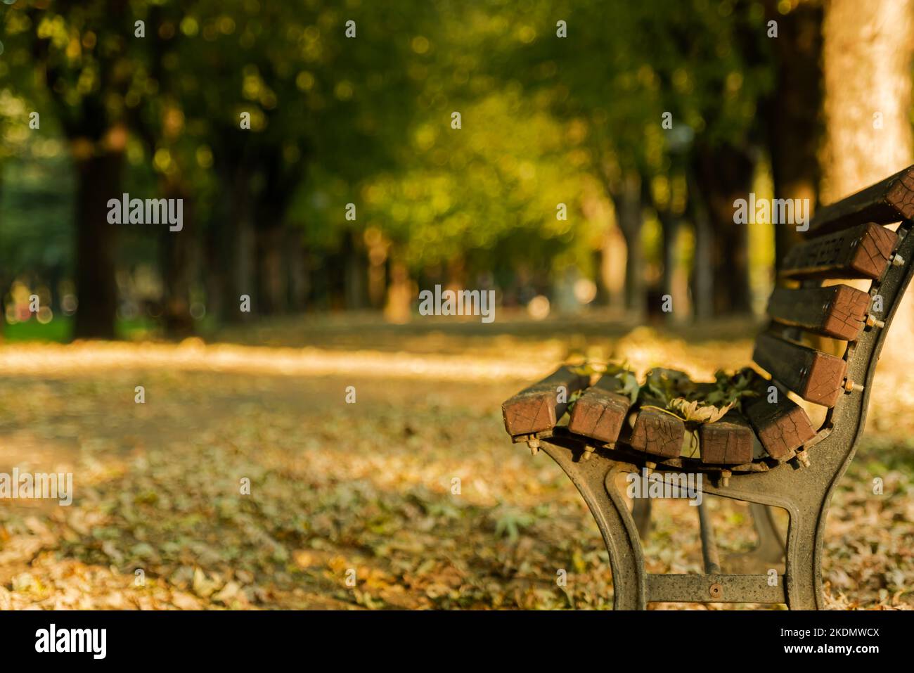 empty bench in walking park in autumn , autumn leaves concept Stock ...