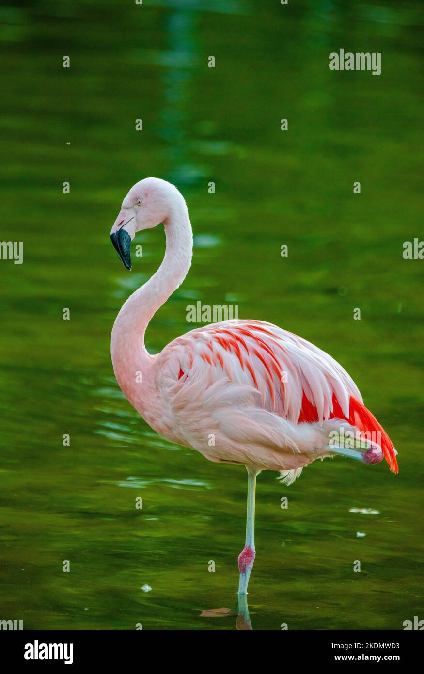 cute pink flamingo in water at park Stock Photo - Alamy