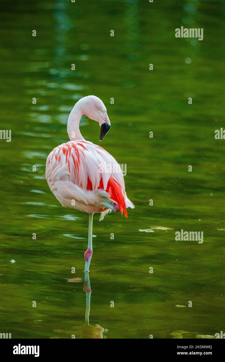 cute pink flamingo in water at park Stock Photo - Alamy