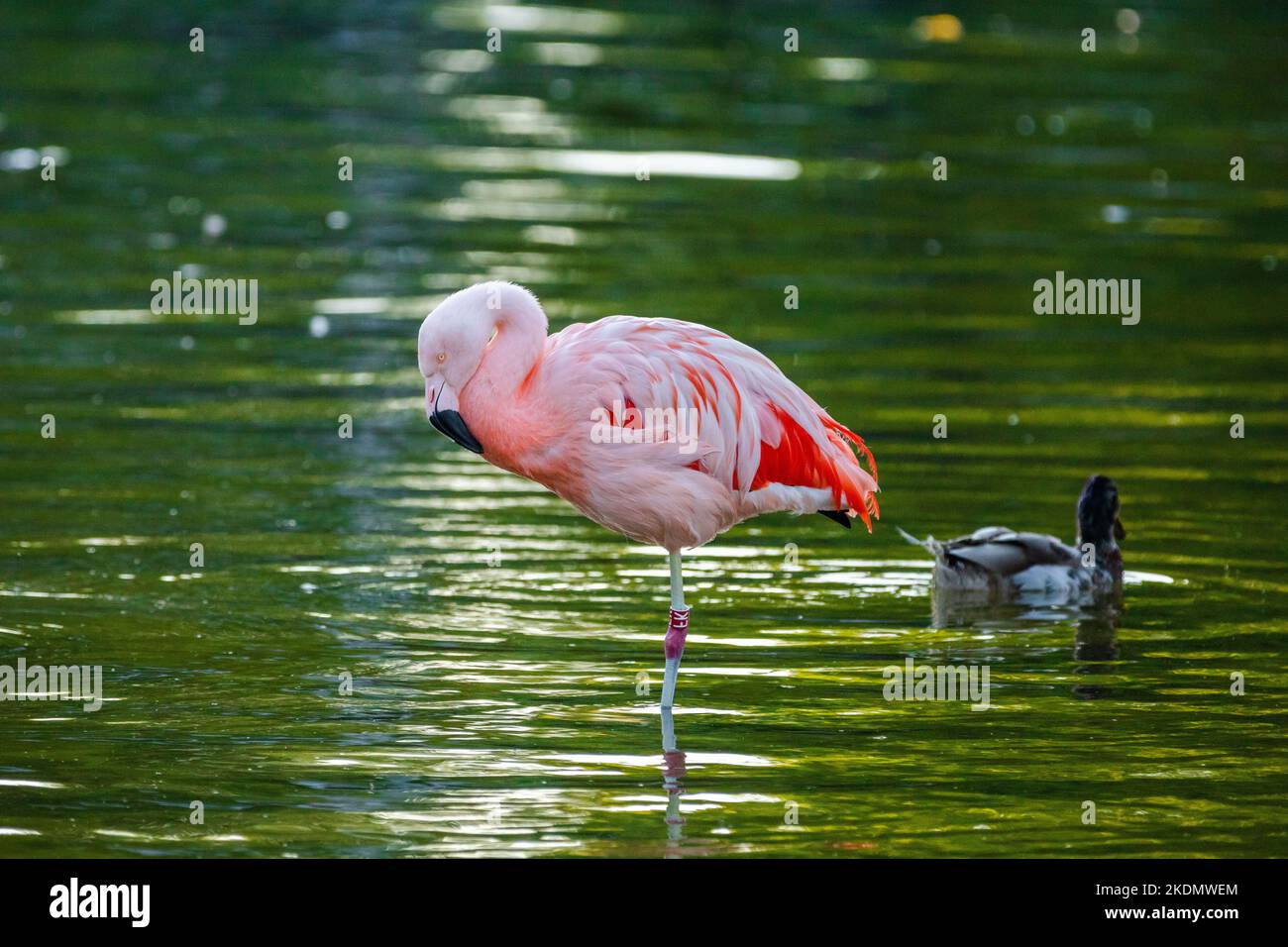 cute pink flamingo in water at park Stock Photo - Alamy