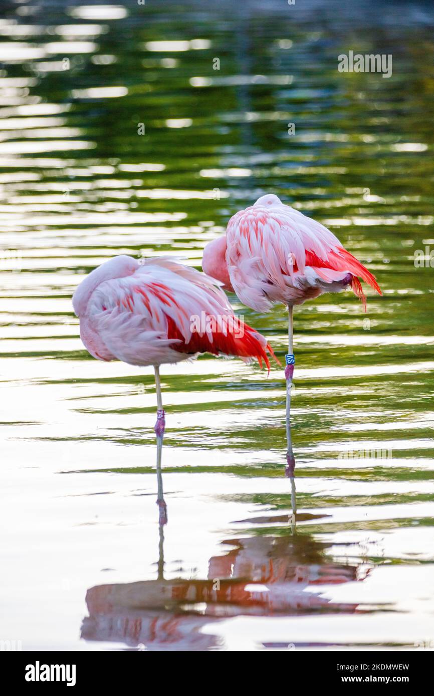 cute pink flamingo in water at park Stock Photo - Alamy