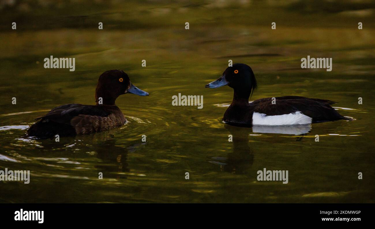 wild duck swimming in water in small lake Stock Photo - Alamy