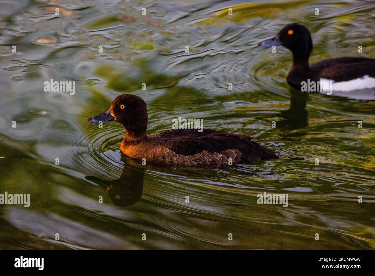 wild duck swimming in water in small lake Stock Photo - Alamy