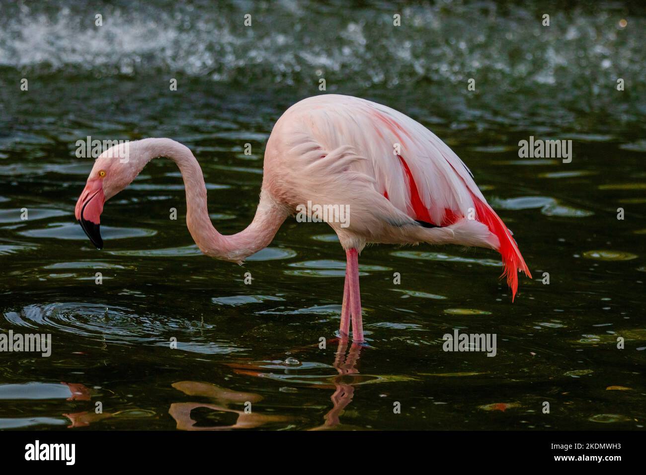 cute pink flamingo in water at park Stock Photo - Alamy