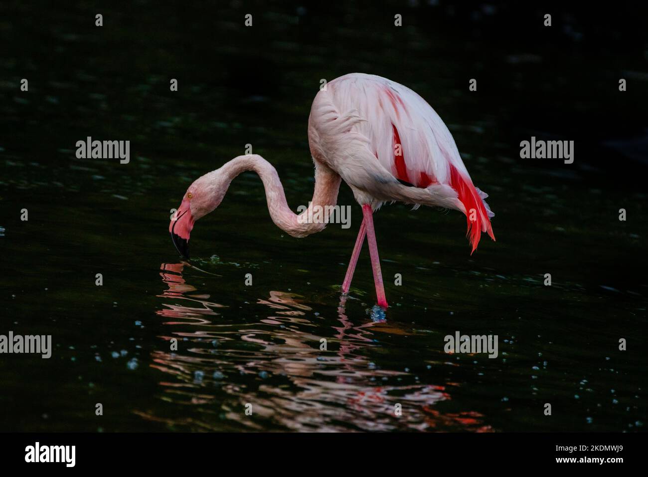 cute pink flamingo in water at park Stock Photo - Alamy