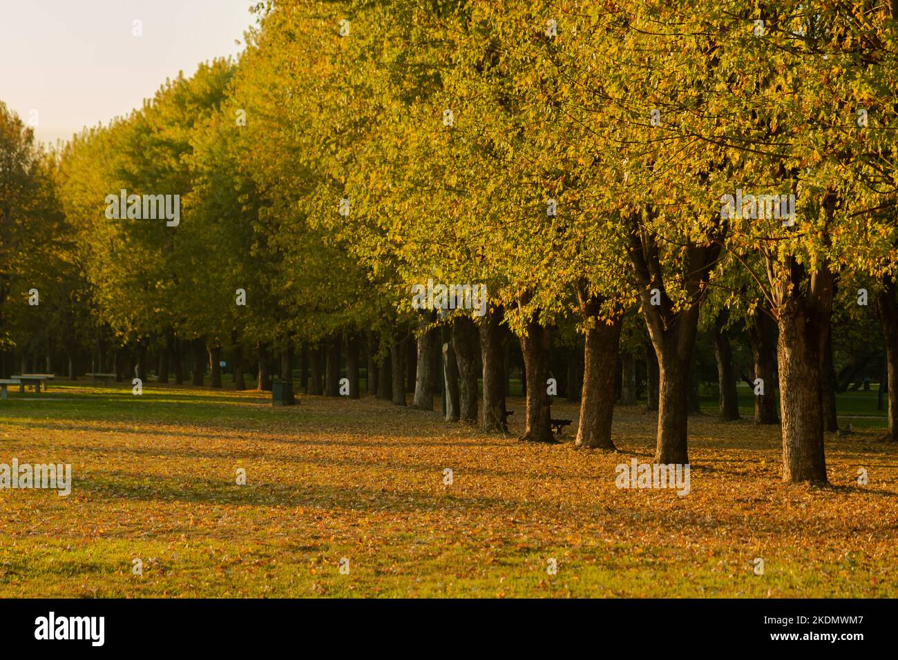 tree lined walkway in a beautiful autumn season , fallen leaves concept ...