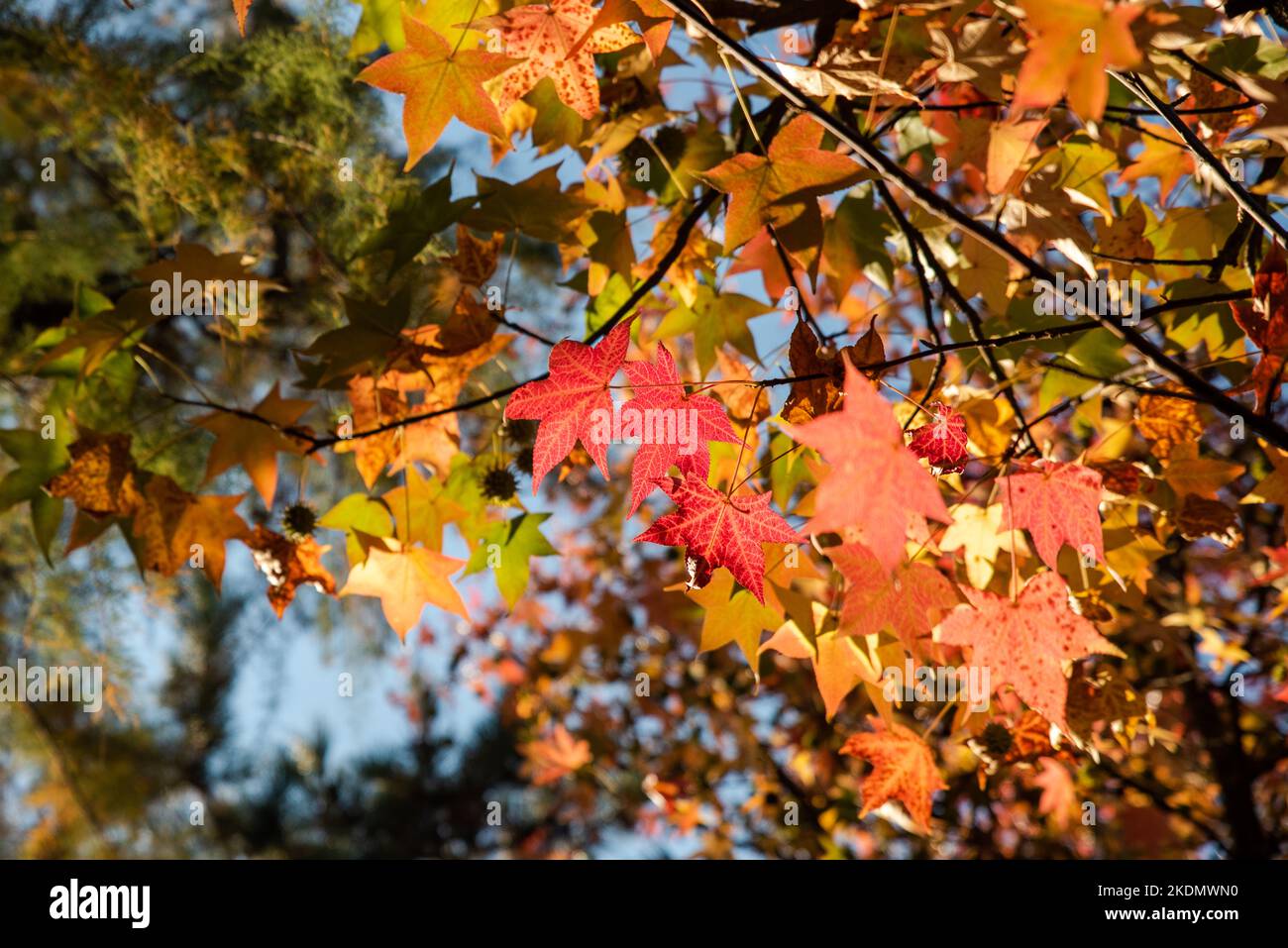 colorful leaves with autumn, leaves in different tones ,fall concept ...