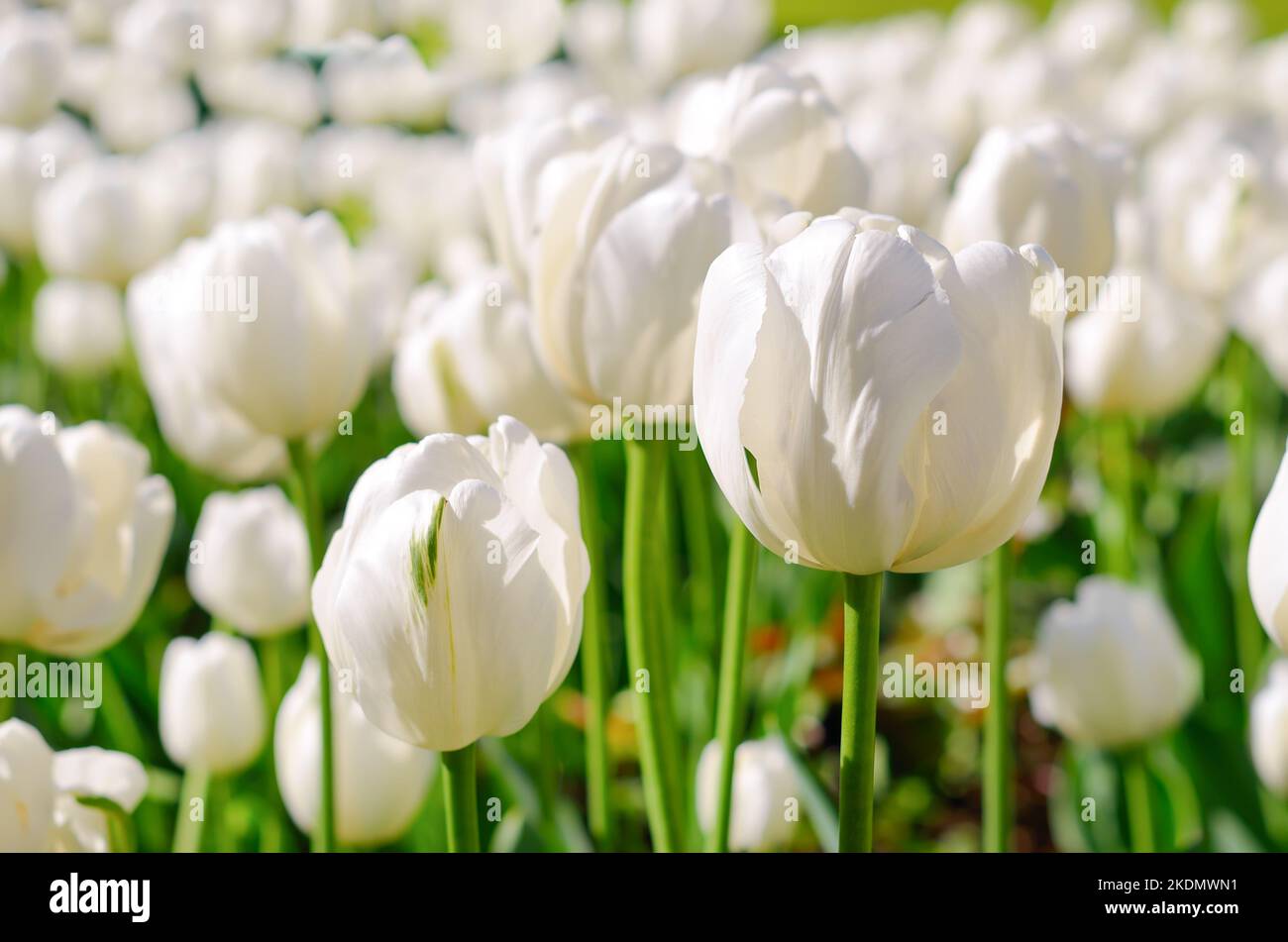 White tulips on meadow, focus on flower in front Stock Photo - Alamy
