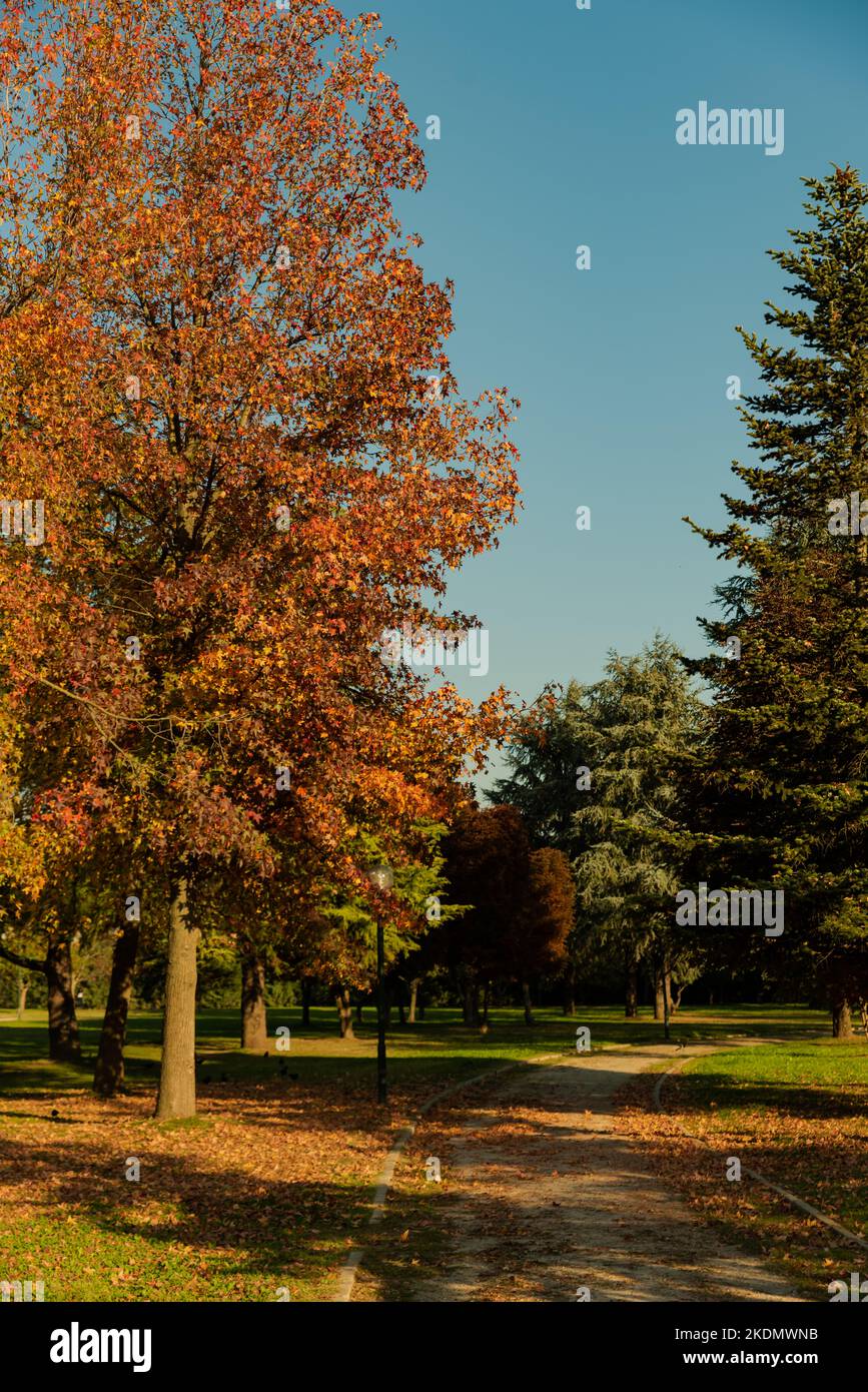tree lined walkway in a beautiful autumn season , fallen leaves concept ...