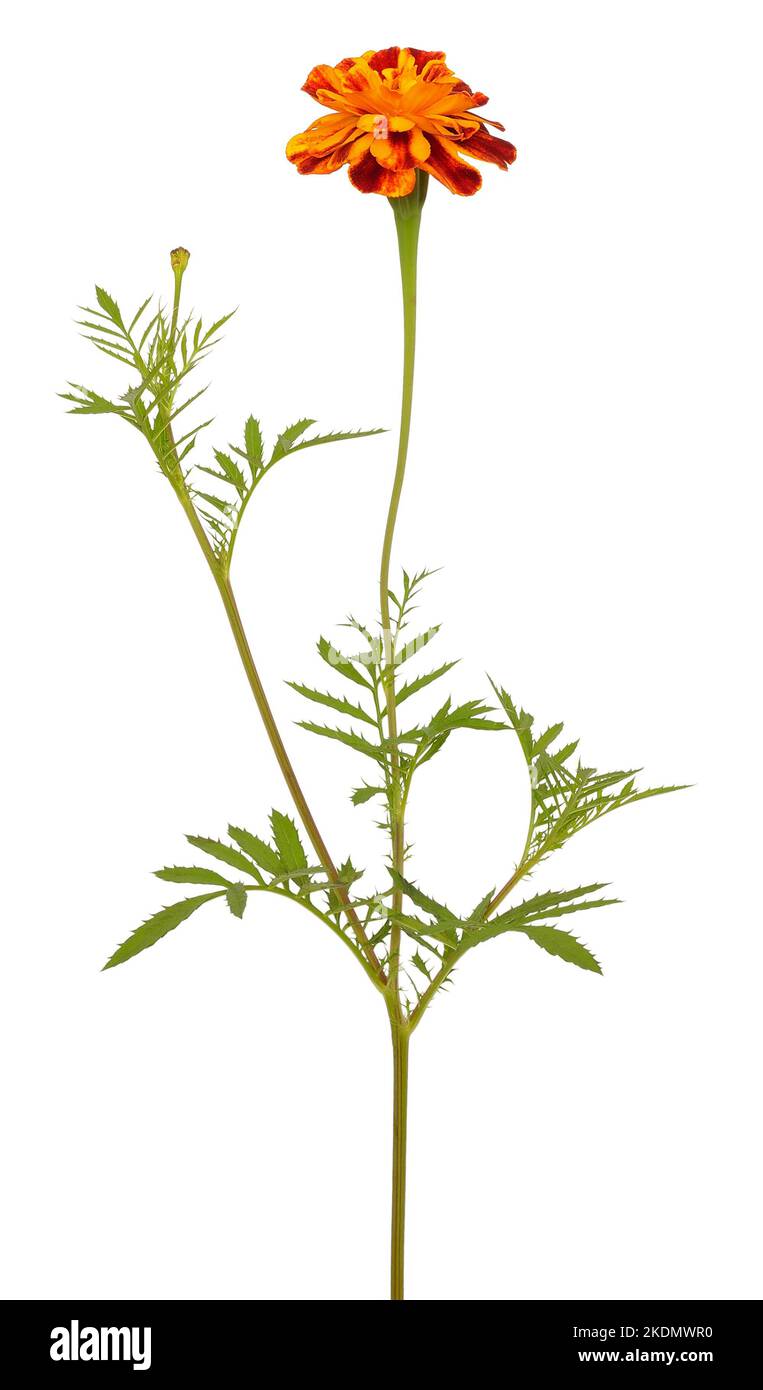 Tagetes flower hi-res stock photography and images - Alamy