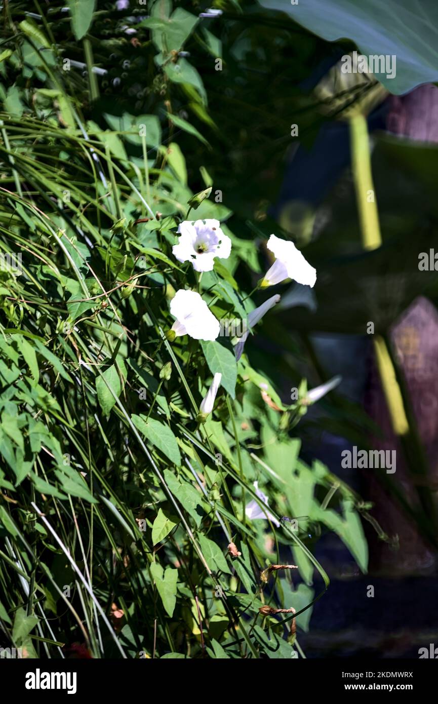 Convolvulus blue flowers convolvulus hi-res stock photography and ...