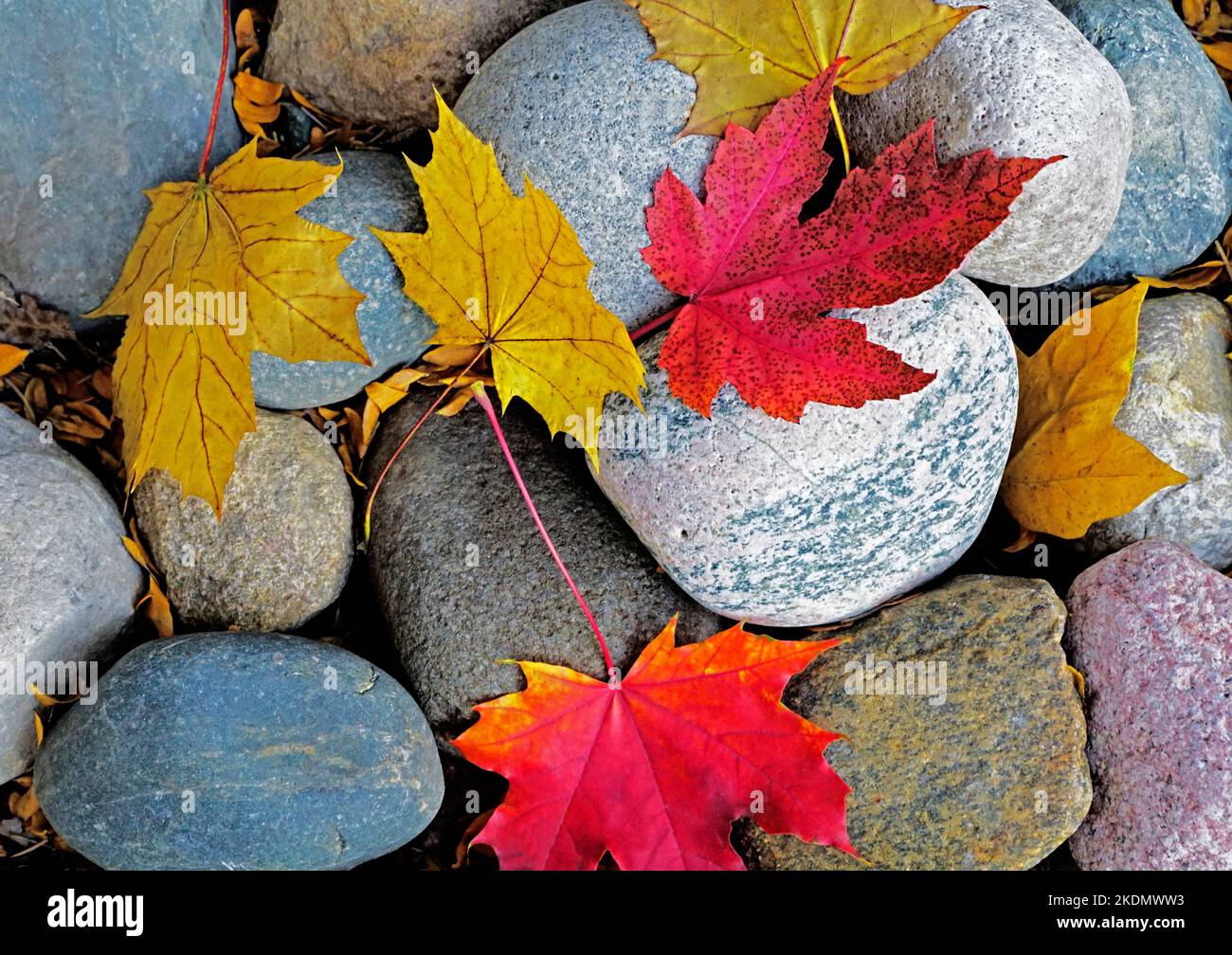 Leaves and stones hi-res stock photography and images - Alamy
