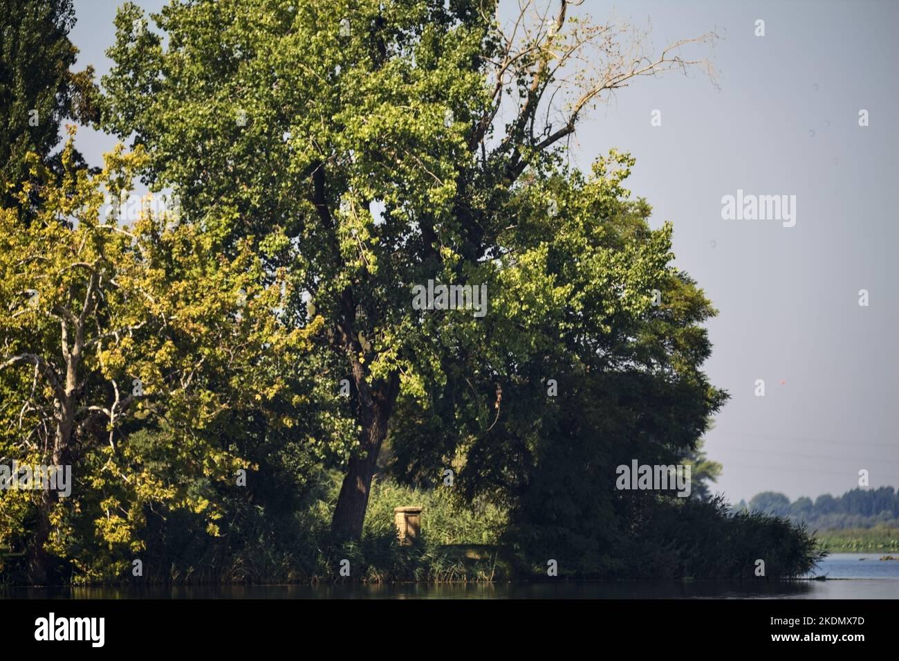 Maple tree by the shore of a lake seen from the distance Stock Photo ...