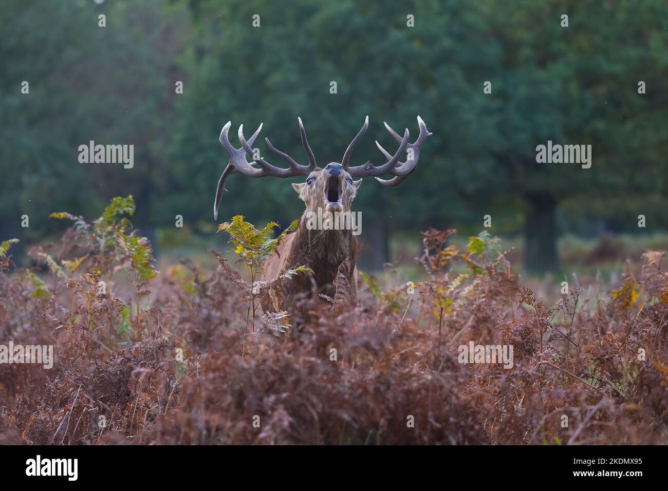 The red deer is one of the largest deer species. A male red deer is ...