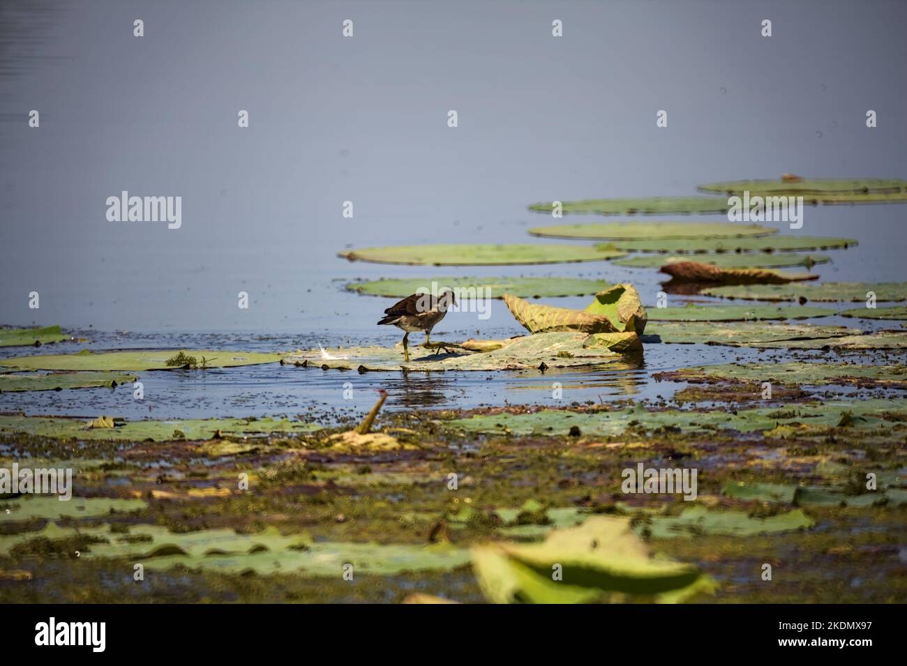 Moorhen walking on lily pads Stock Photo - Alamy