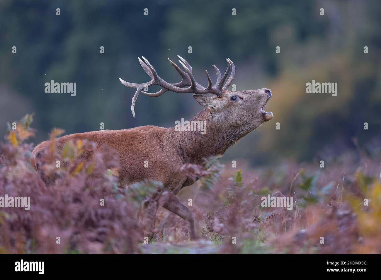 The red deer is one of the largest deer species. A male red deer is ...