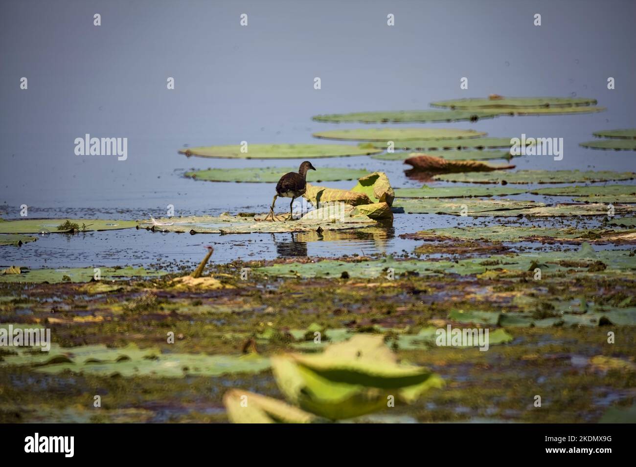 Moorhen walking on lily pads Stock Photo - Alamy