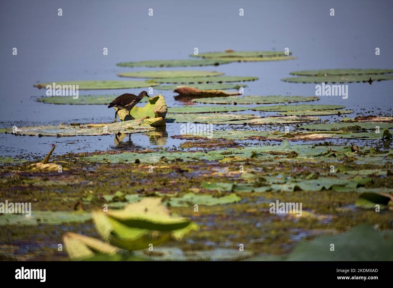 Moorhen walking on lily pads Stock Photo - Alamy