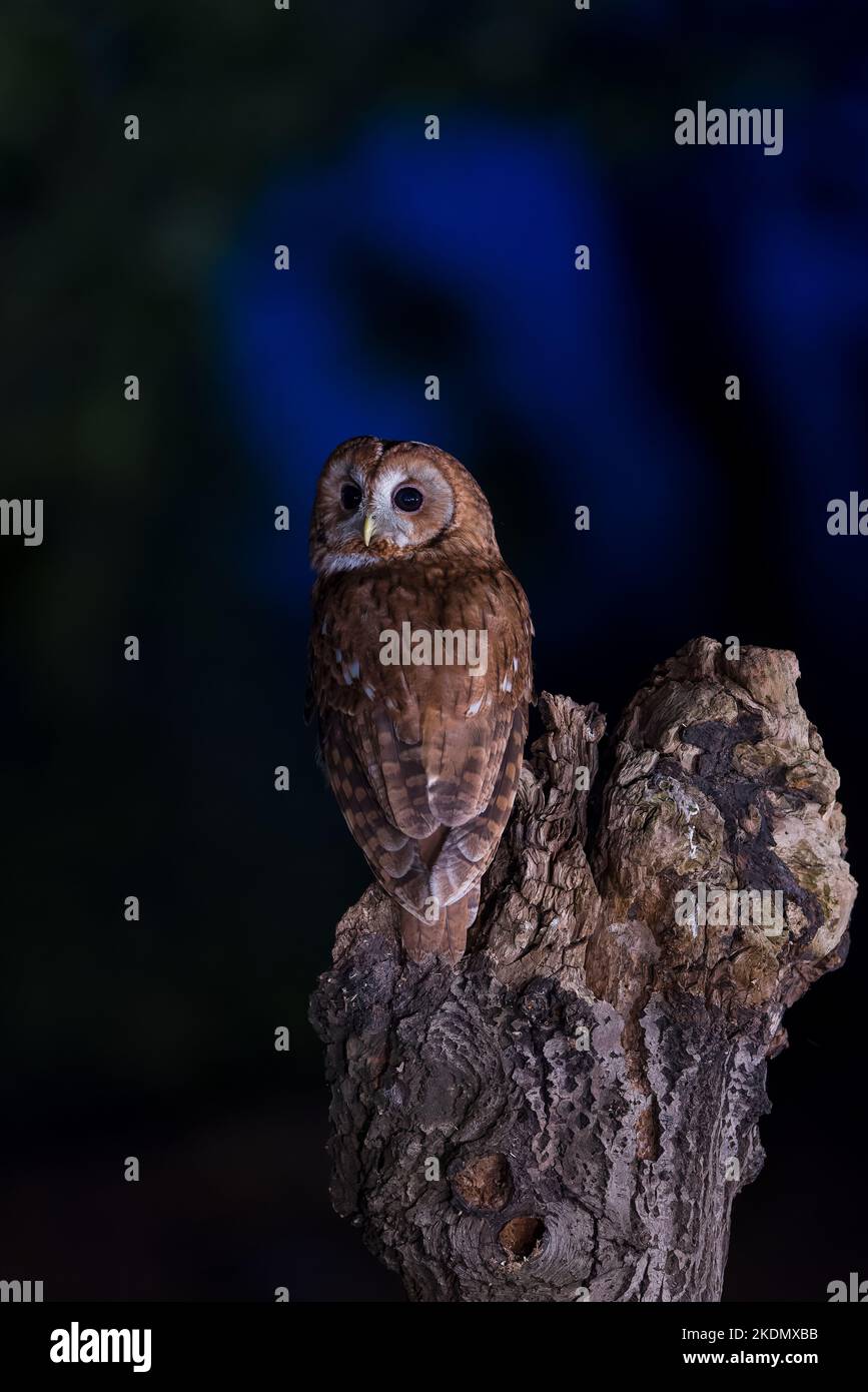 The tawny owl, also called the brown owl, is commonly found in ...