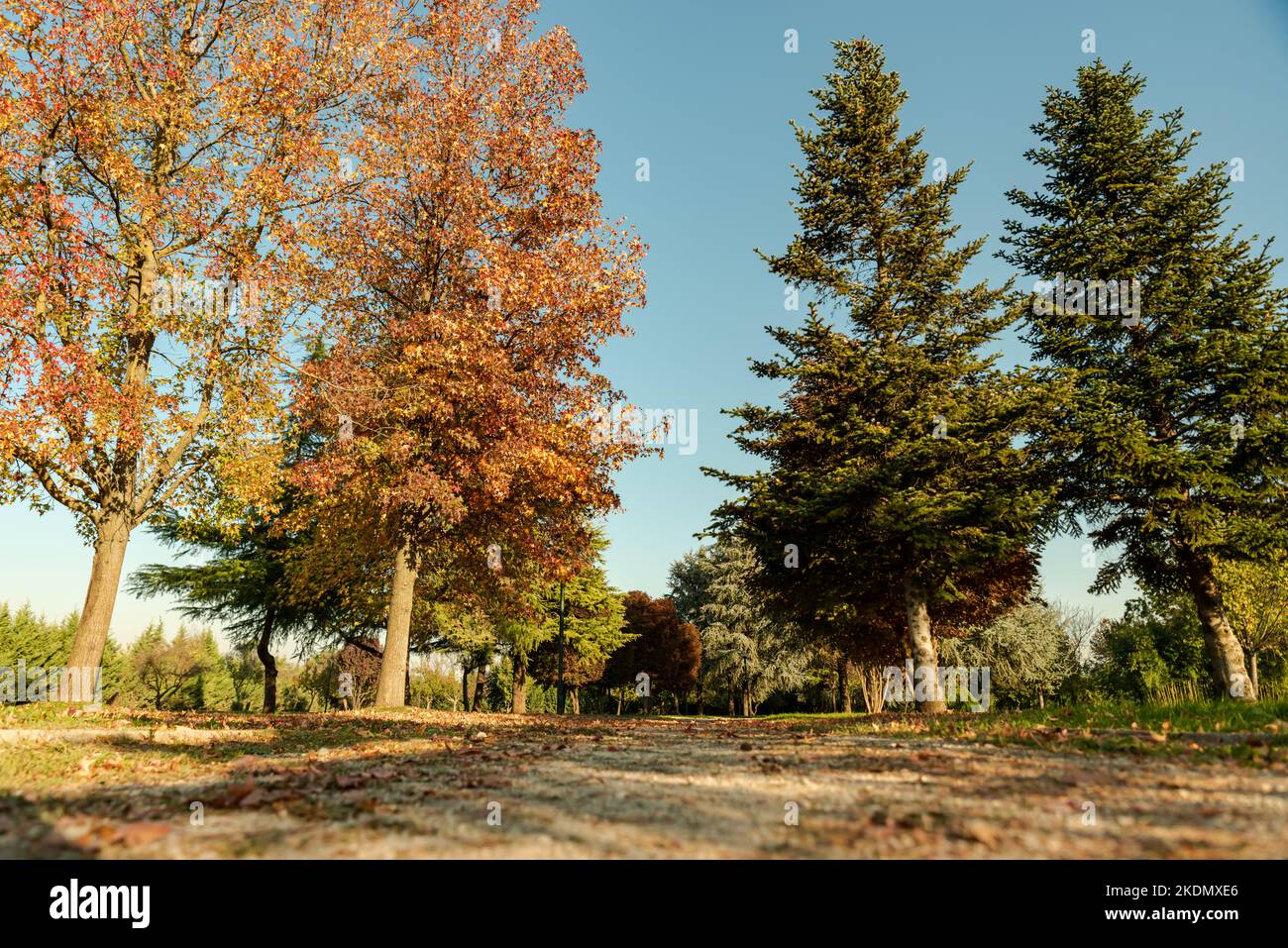 Perspective tree lined walkway hi-res stock photography and images - Alamy