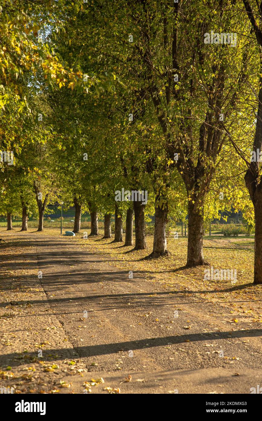 tree lined walkway in a beautiful autumn season , fallen leaves concept ...
