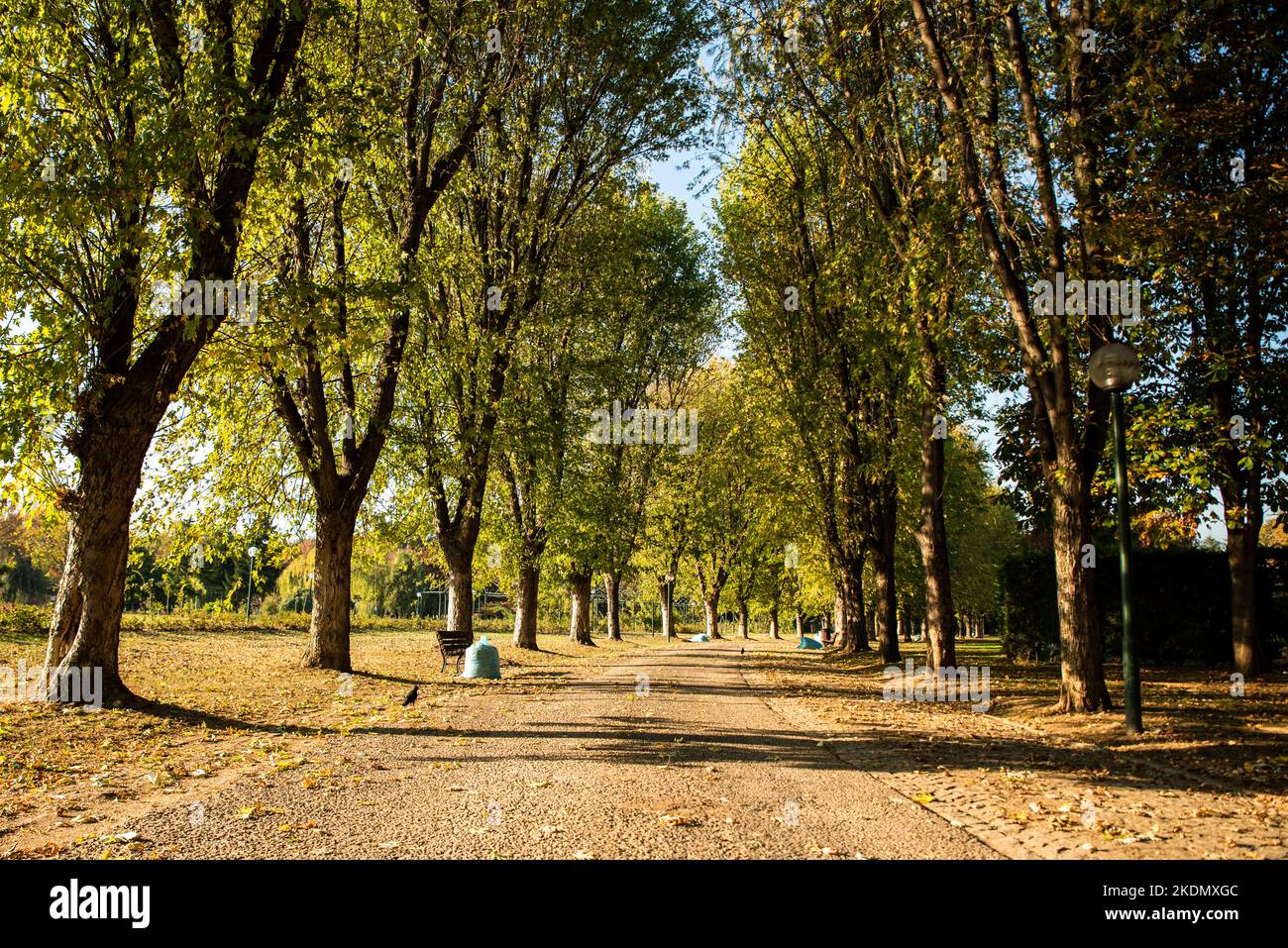 tree lined walkway in a beautiful autumn season , fallen leaves concept ...
