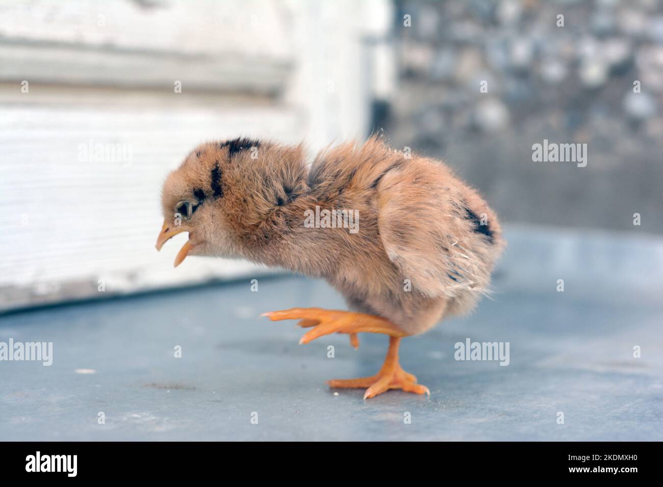small chick on a window plate posing to photographer Stock Photo - Alamy