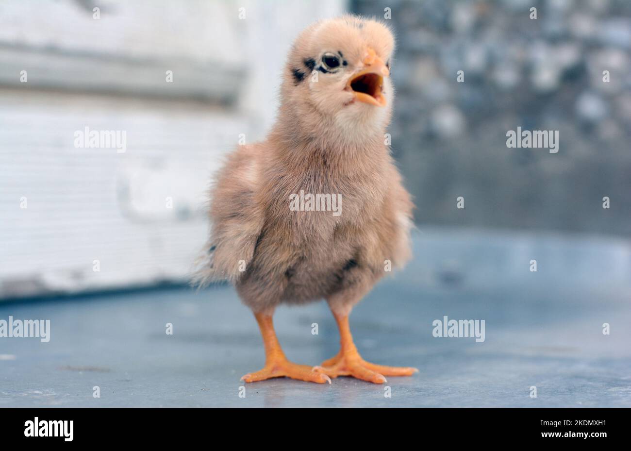small chick on a window plate posing to photographer Stock Photo - Alamy