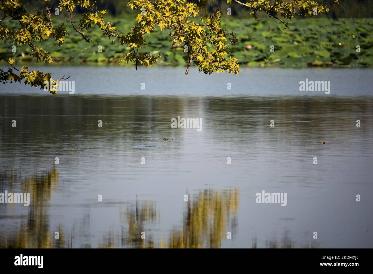 Maple tree by the shore of a lake seen from the distance Stock Photo ...