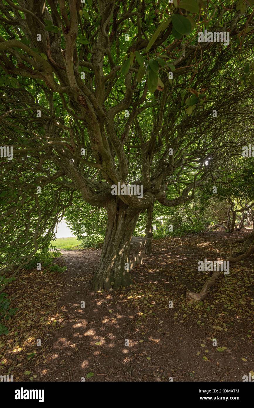 Inside view of a tree with crooked and densely packed branches Stock ...