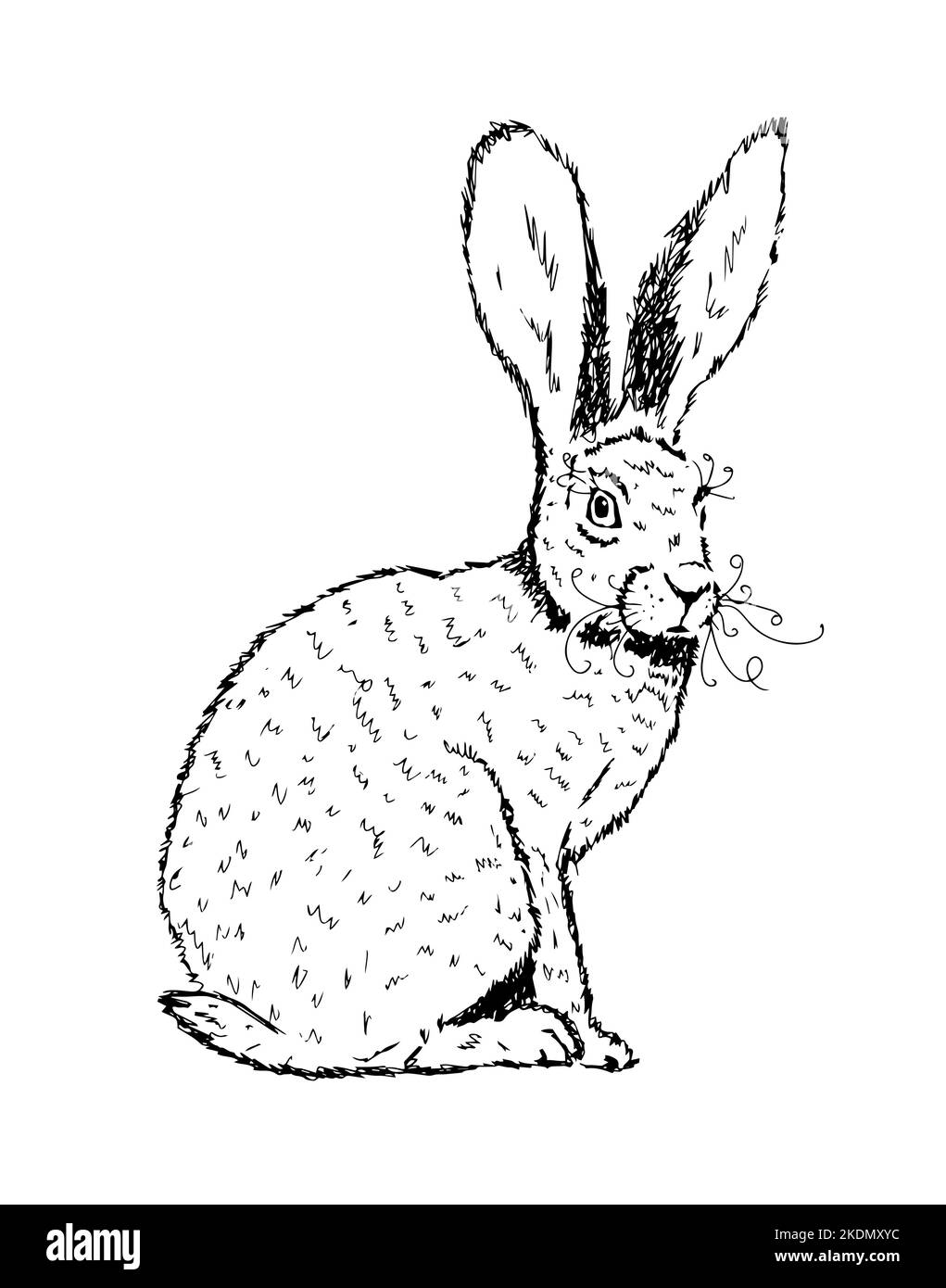 Hare pencil drawing hi-res stock photography and images - Alamy