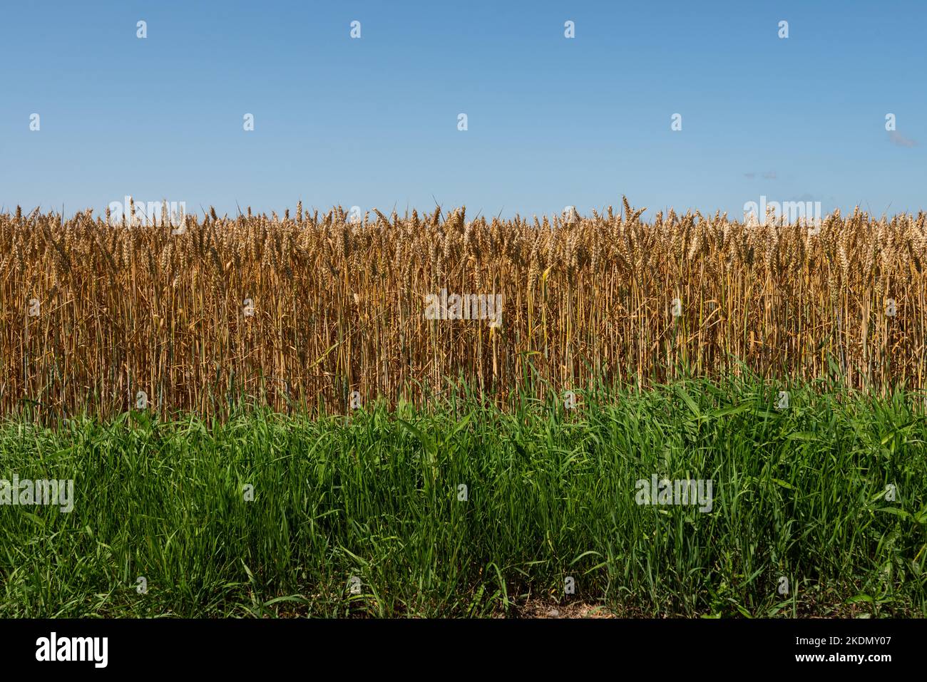 Wheat fields by a road Stock Photo - Alamy