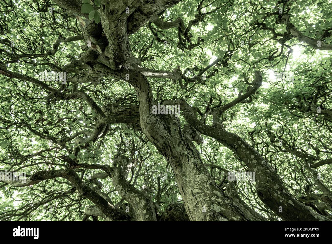 Inside view of a tree with crooked and densely packed branches Stock ...