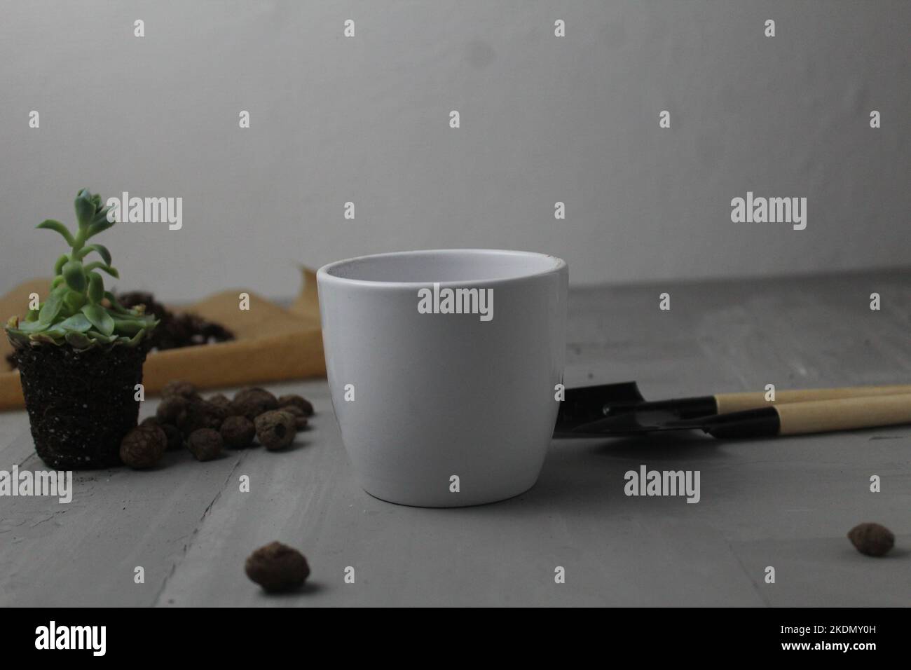 planting and transplanting plants from a pot to a pot. Watering plant ...