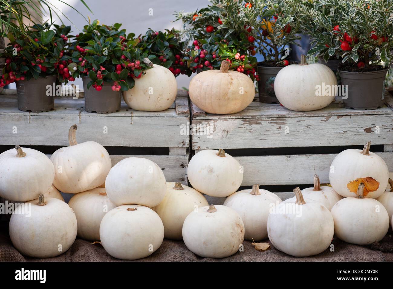 Ornamental white rounded pumpkins, arranged in a row Stock Photo - Alamy