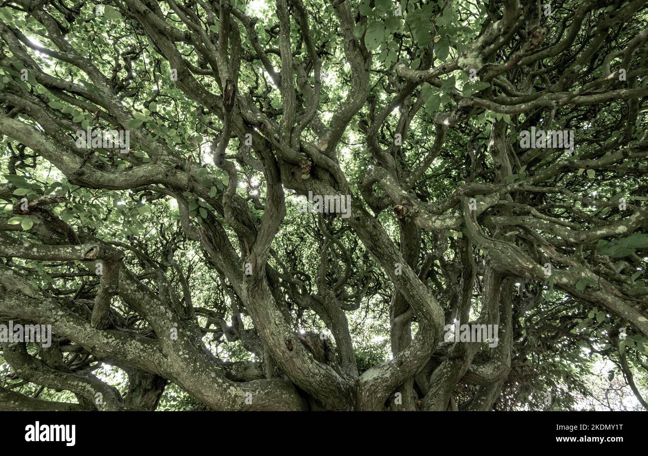 Inside view of a tree with crooked and densely packed branches Stock ...