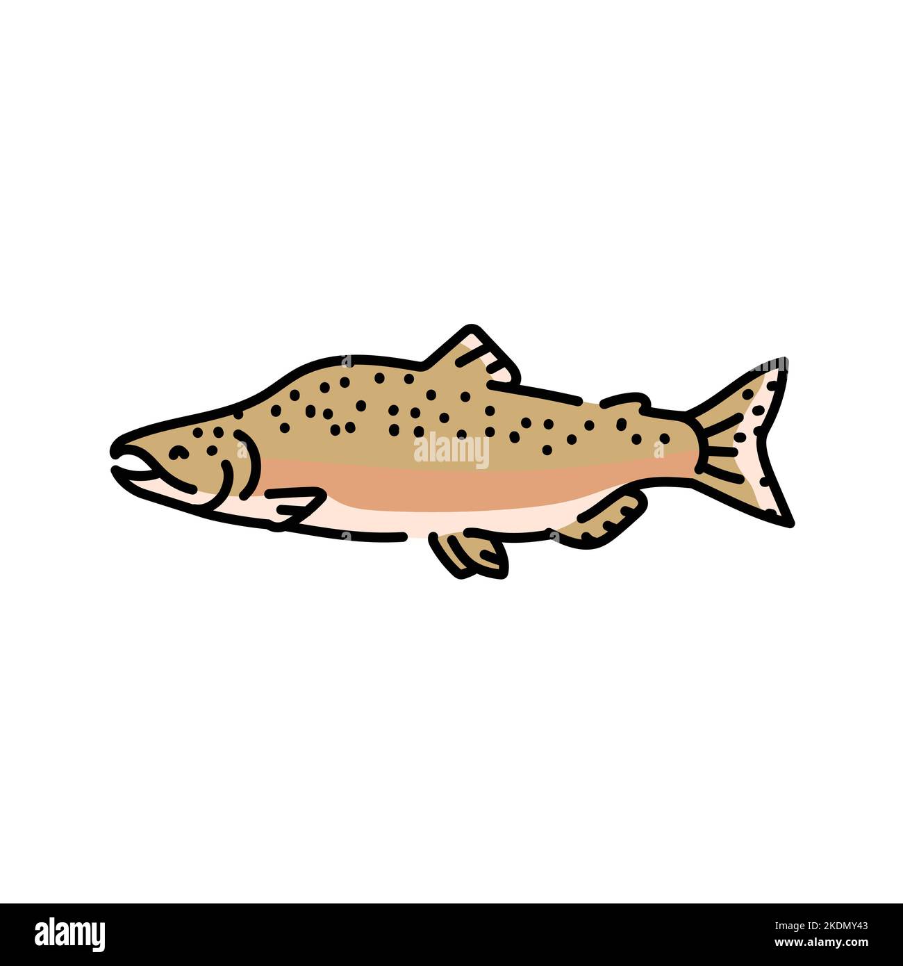 Pink salmon color line illustration. Ocean fishes Stock Vector Image ...